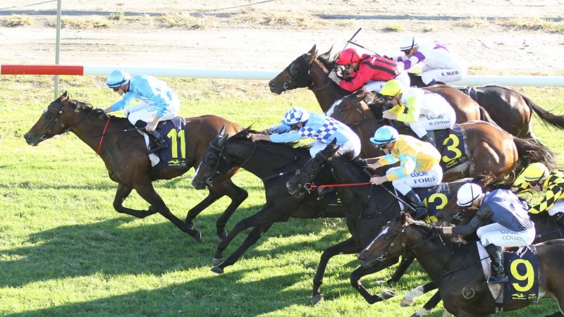 Scott Singleton given his best home-track memories by Shazee Lee in Guineas