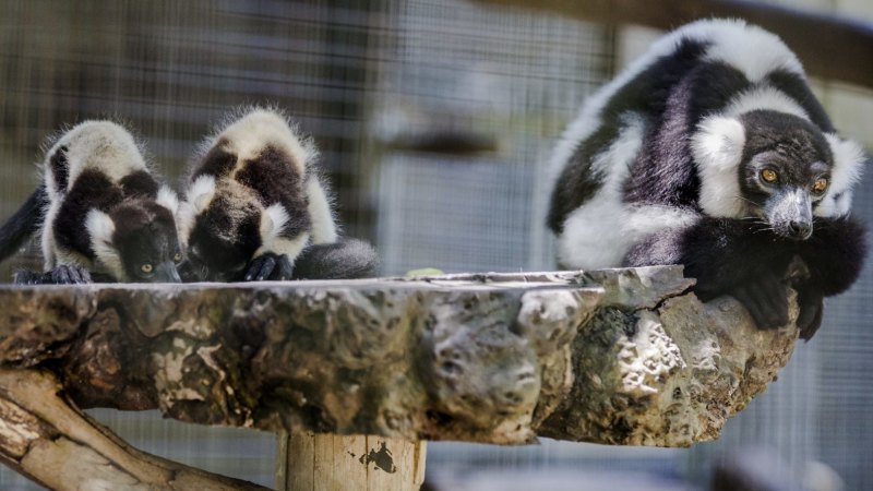 Baby lemurs born at Mogo Zoo as part of endangered species breeding program