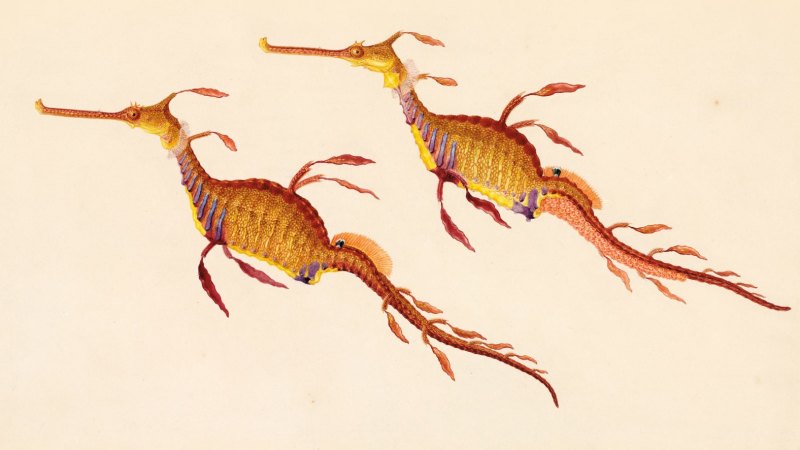 Forgotten artist Ferdinand Bauer's natural history drawings come alive ...