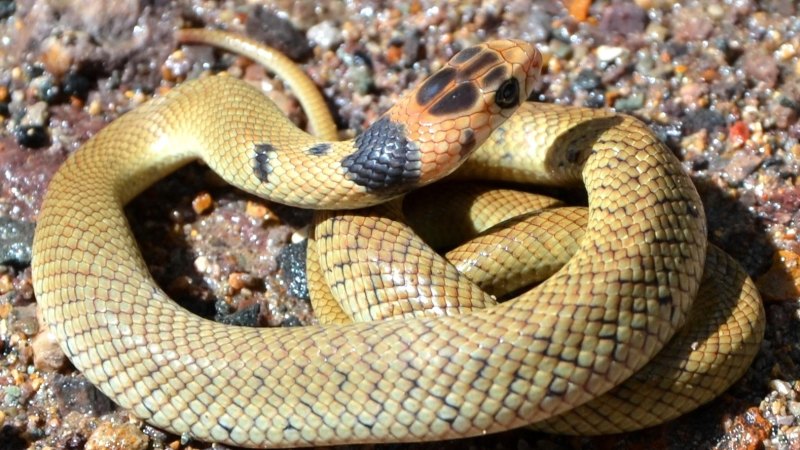 Explainer: The eastern brown snake