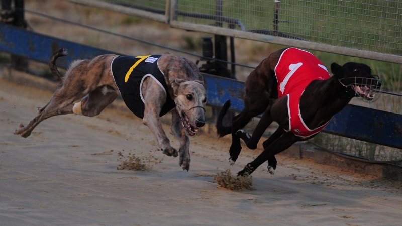 Mike Baird's ban on greyhound racing is like shouldering a bazooka in a ...