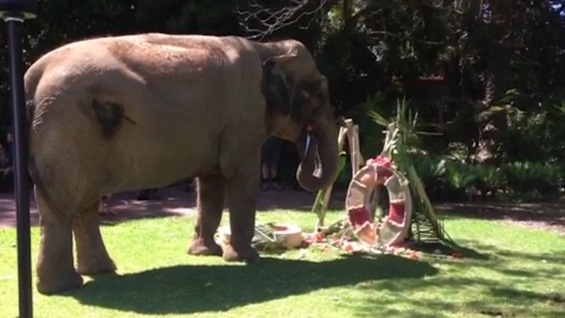 Perth's Tricia the Asian elephant celebrates 60th birthday