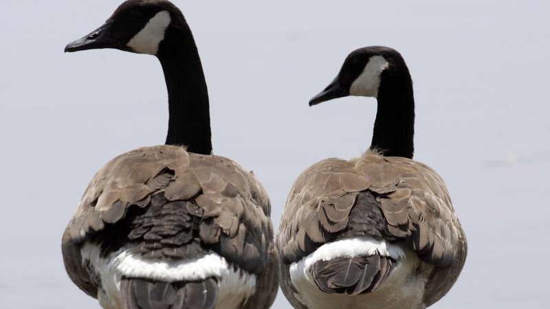 Dead goose falls from sky and knocks out US hunter