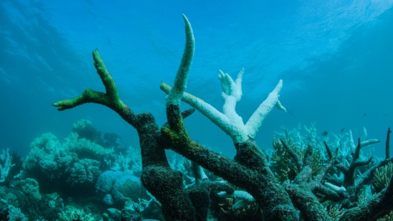 Chasing Coral, a cautionary but surprisingly upbeat documentary about ...