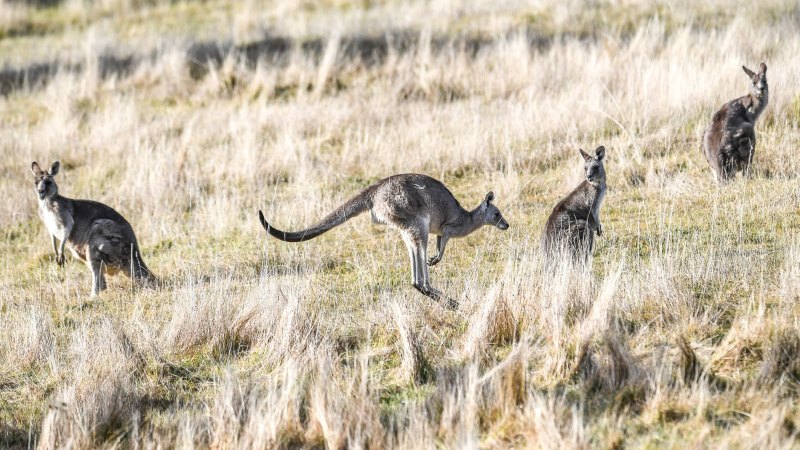 Kangaroo conundrum: When to cull for conservation?