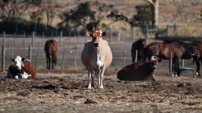 Radioactive cow site no cause for alarm, says state government