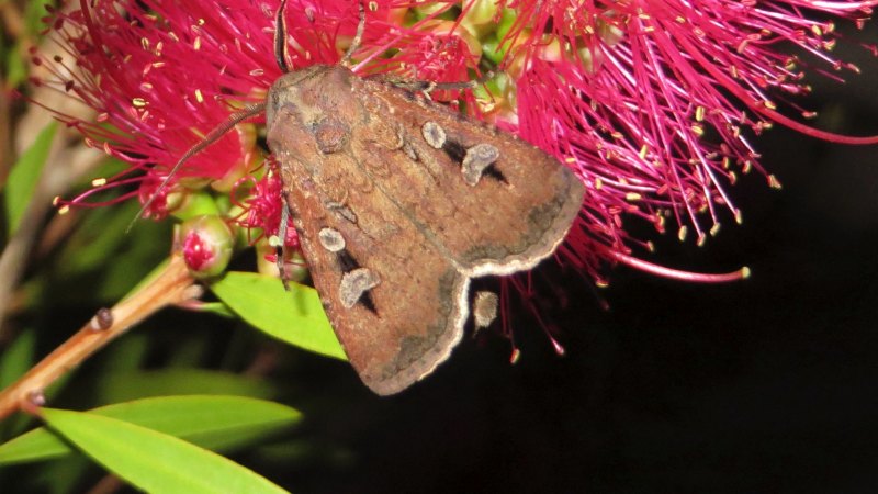Bogong moths: the bush tucker superfood swarming Canberra