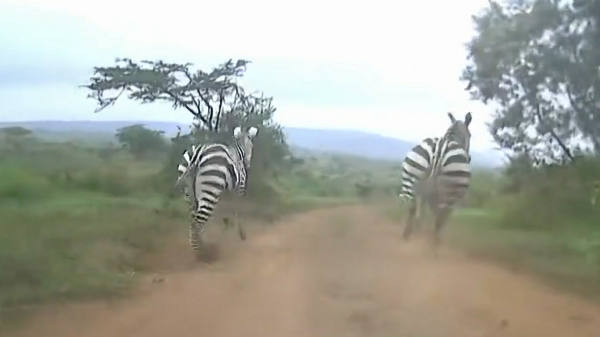Safari Rally Kenya news | Ott Tanak startled by rogue zebras, pigs on ...