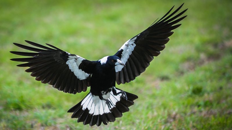 The perils of magpie swooping season and a bird called Special