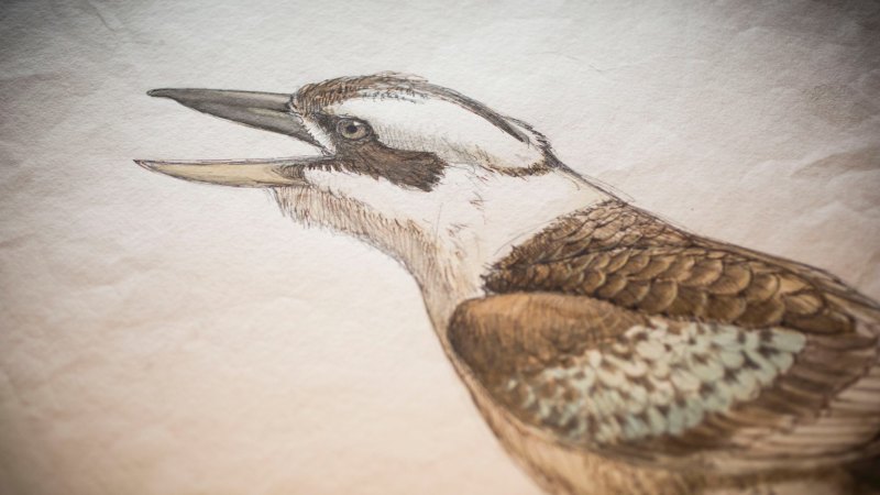 William T Cooper: The great bird artist's legacy to NSW