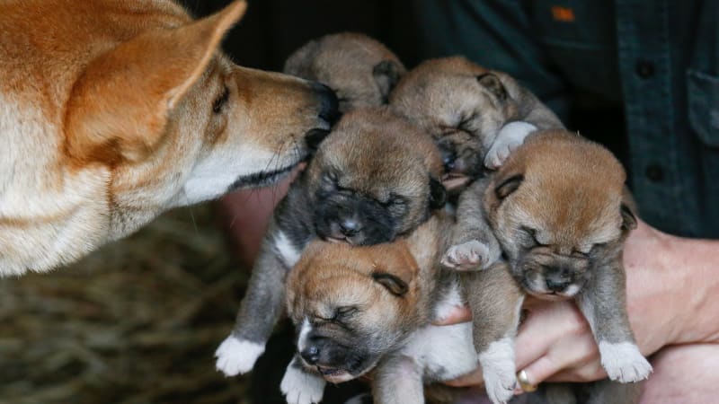 Five dingo pups born at Australian Reptile Park just in time for school ...