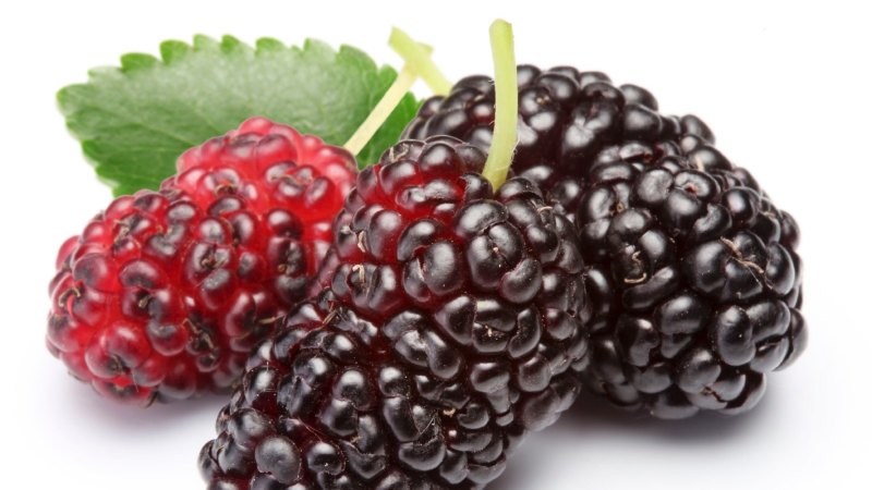 How to love a mulberry