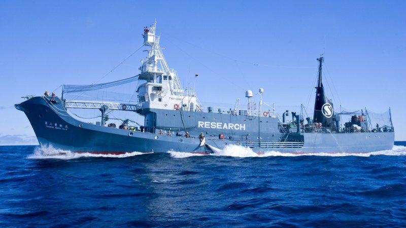 Japan whaling fleet sets sail for Southern Ocean, despite international ...