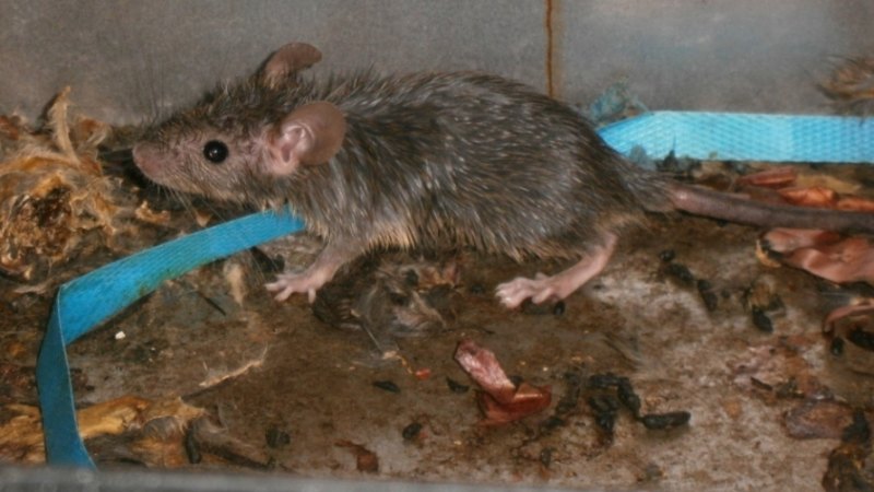 Rats, roaches found in Brisbane's filthiest restaurants