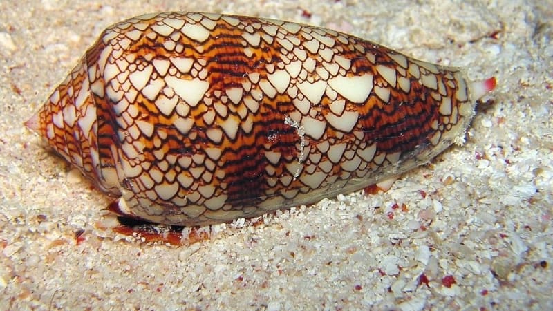 Cone snail sting left man 'convulsing in pain'