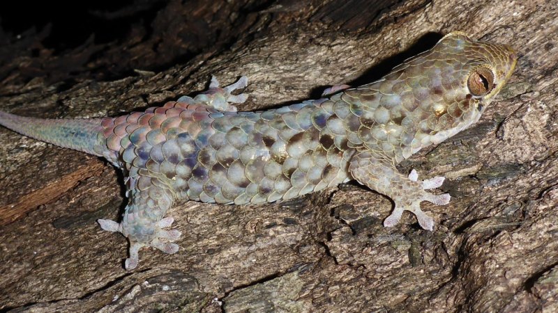Newly discovered gecko has a quick-release mechanism for escaping predators