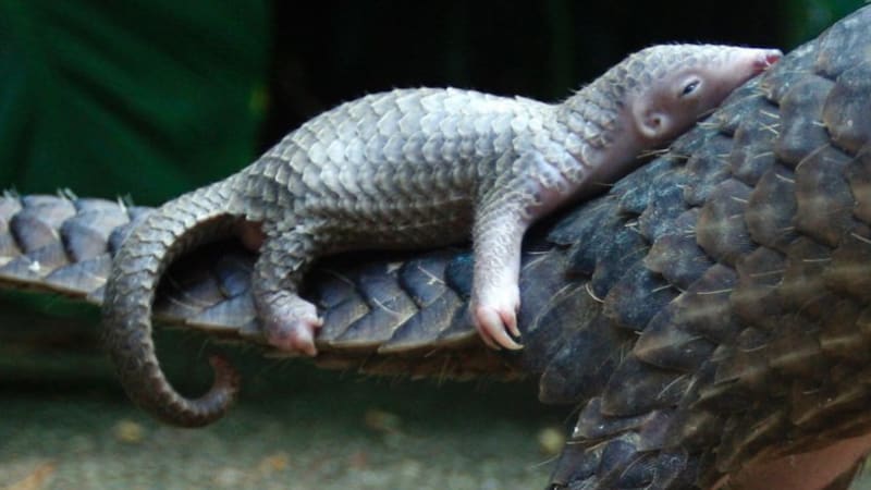 Dogs, pangolins and bear bile on the menu in South-east Asia