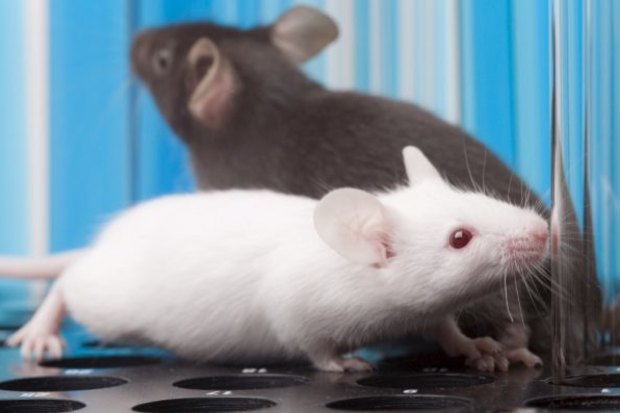 Mice born using frozen testicle tissue, raising hopes to preserve ...