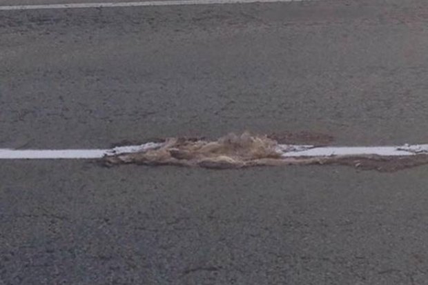 Road kill outrage: highway workers paint white line over dead animal