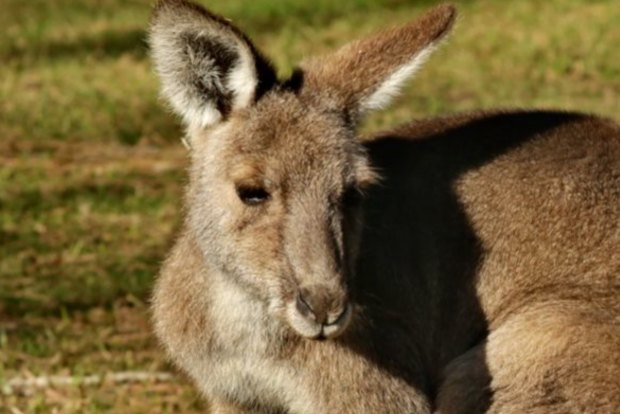 California keeps ban on importing kangaroo products despite Australian ...