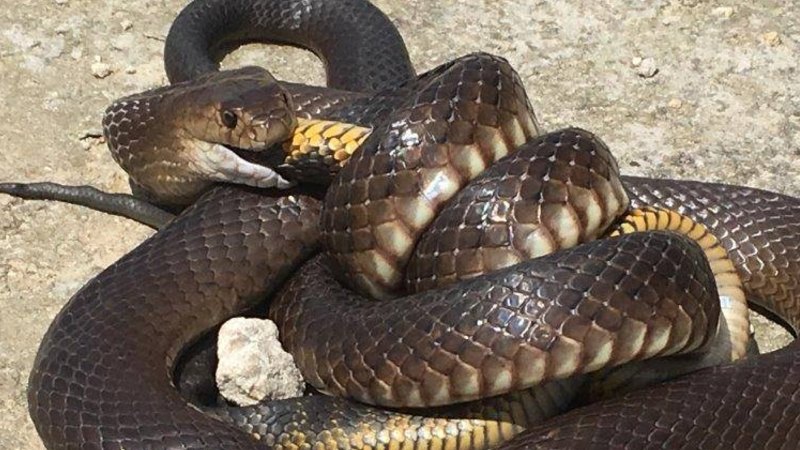 Clash of the titans: Dugite devours tiger snake in South West