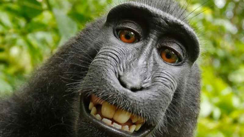 Photographer David Slater reveals he's broke after being sued by a monkey