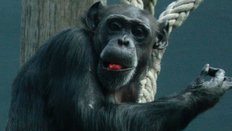 Chimpanzees recognise rear ends like people recognise faces ...