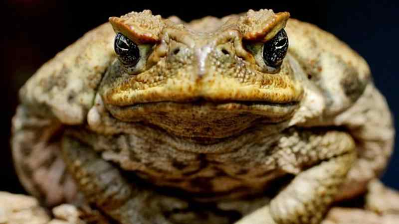 Cane toad toxin used to lure in and trap tadpoles