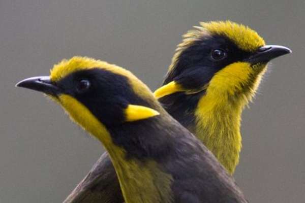 A quiet boom for Victoria's bird emblem, the Helmeted Honeyeater, but ...