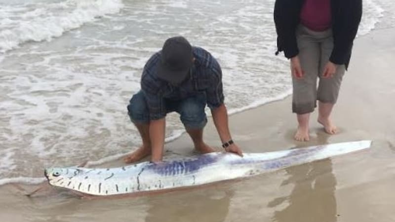 South West locals try to rescue rare oar fish from beach stranding