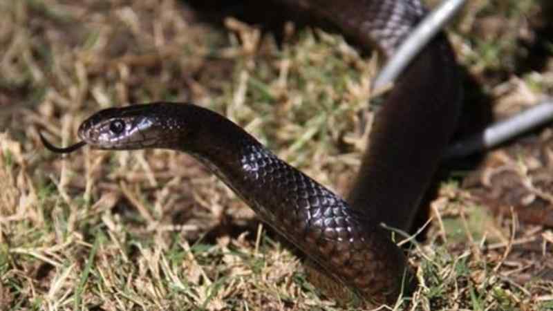 Snake catchers say record numbers of tiger snakes, dugites in Perth suburbs