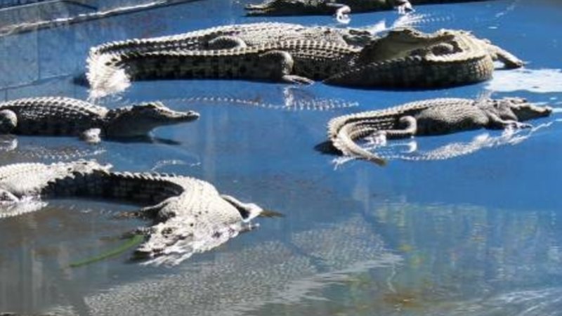 Cairns croc farm's secret to almost flawless skins