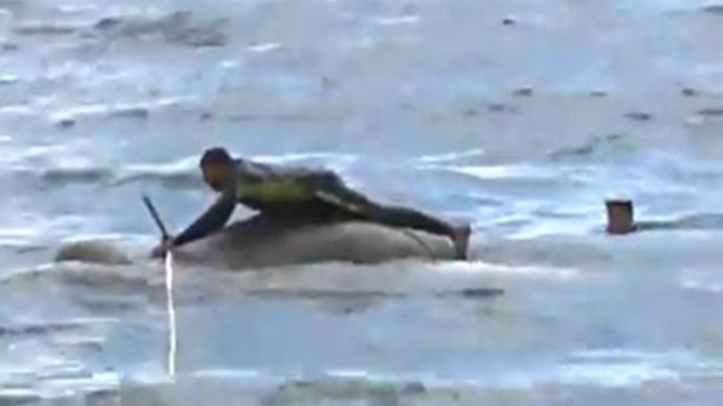 Sri Lanka Navy rescue elephant found in the middle of the ocean