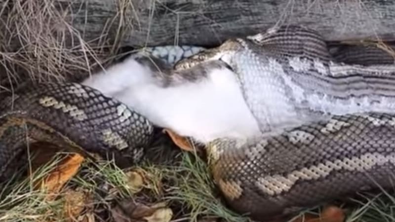 Python caught on video 'eating the neighbours' cat'