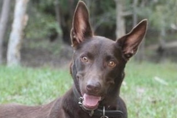 Queensland's champion three-legged dog taking on all comers