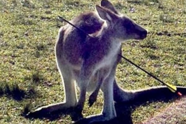 Kangaroo shot with arrow in hospital grounds, left to die