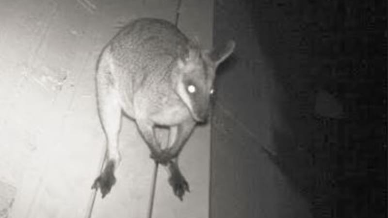 Koalas tunnels and bridges prove effective on busy roads