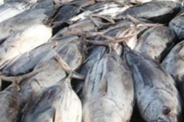 Suspected scombroid fish poisoning at Sydney cafe causes NSW Food ...