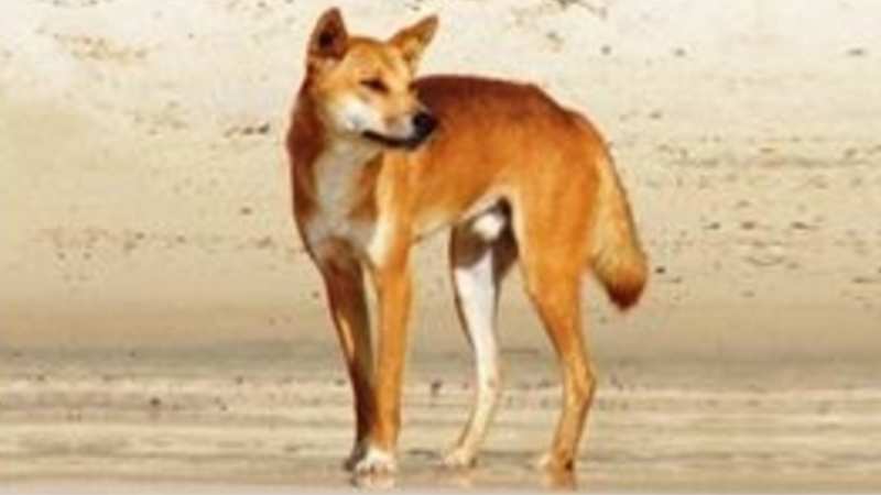 Aggressive dingo put down on Fraser Island