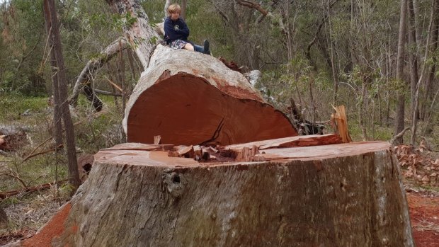 Mystery vandal chops down massive 400-year-old king jarrah tree in Gelorup