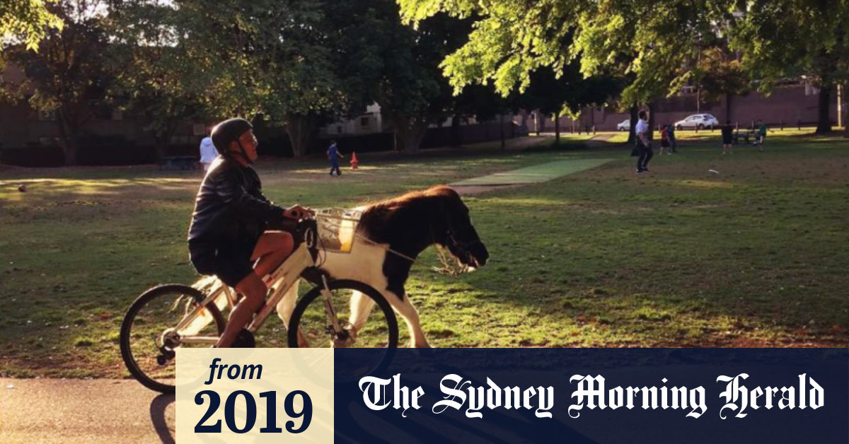 Man to keep pony after intense neighbourhood dispute spans years