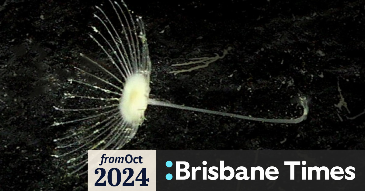 Carnivorous deep-sea sponges discovered by Queensland Museum scientist ...