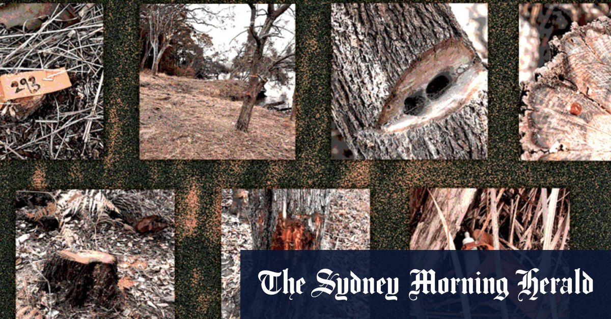 Sydney tree vandalism: How vandals get away with it