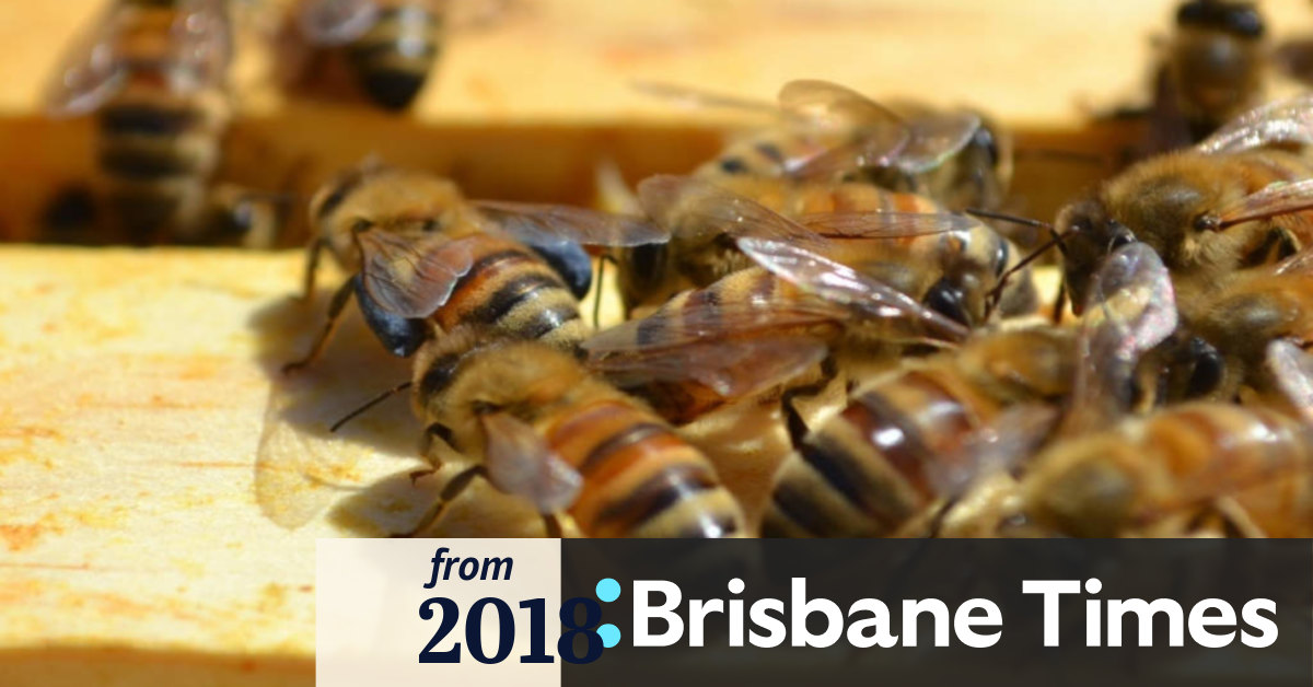 More than 150,000 bees move into inner-Brisbane suburb