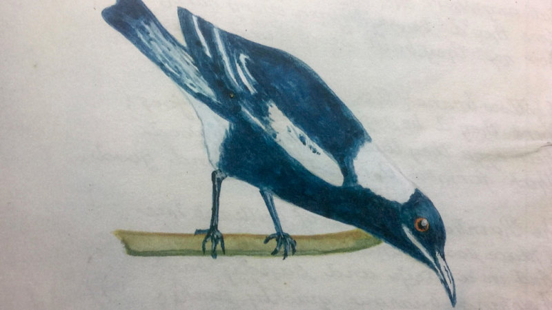 My sentinel bird: following the magic flight of the magpies