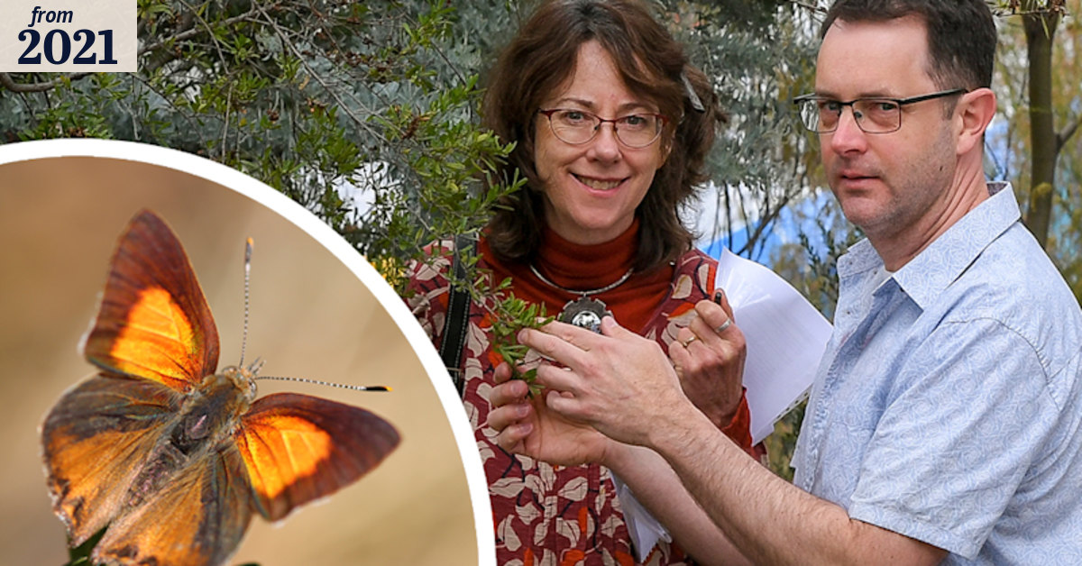 Butterfly flaps its wings in Montmorency – and upends $530m rail plan