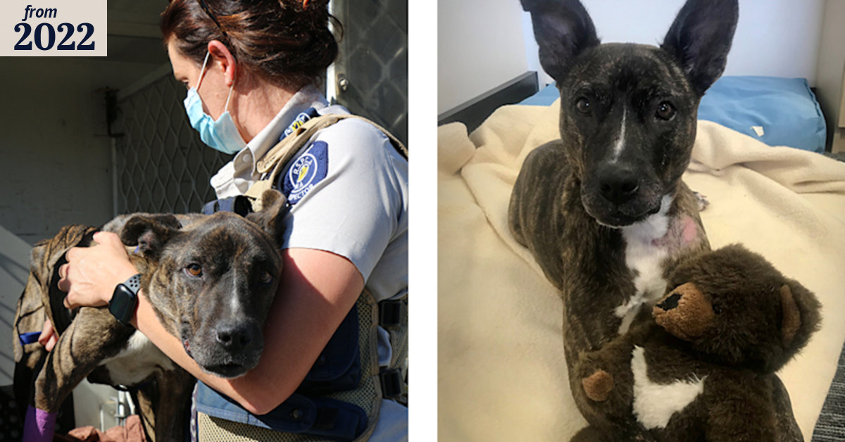 Cherry the Staffy was skin and bone when finally discovered on a 39C day
