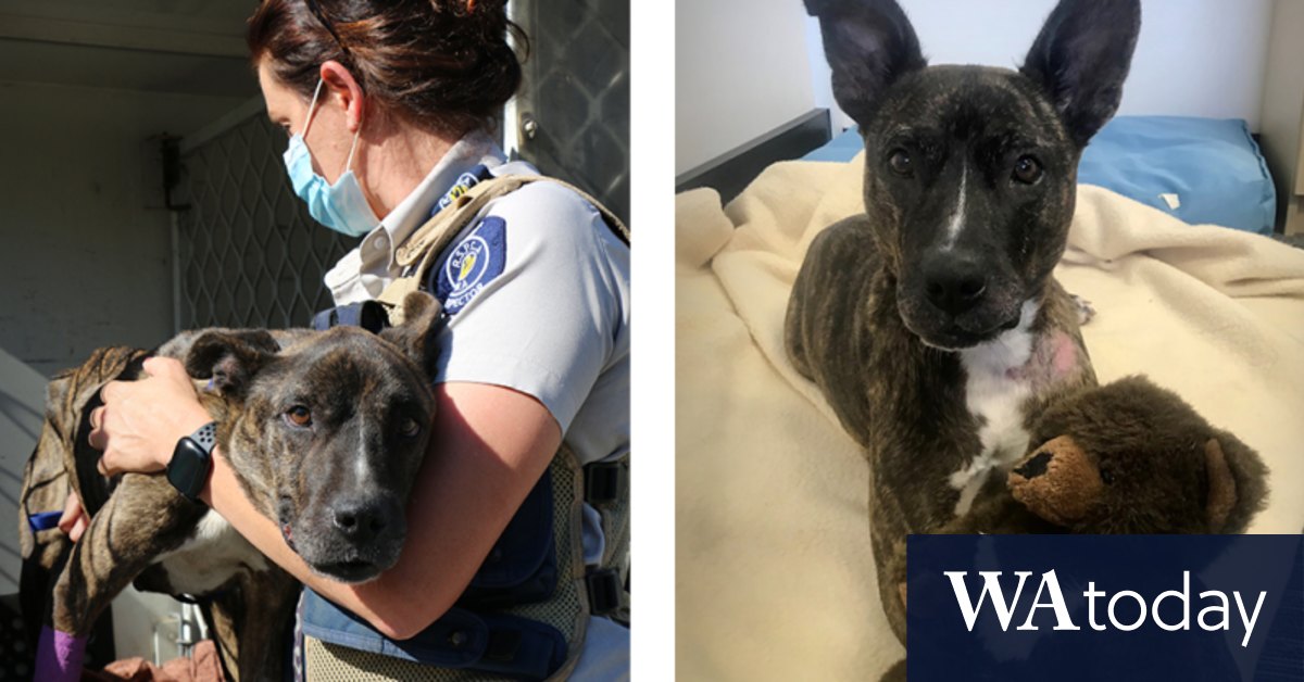Cherry the Staffy was skin and bone when finally discovered on a 39C day