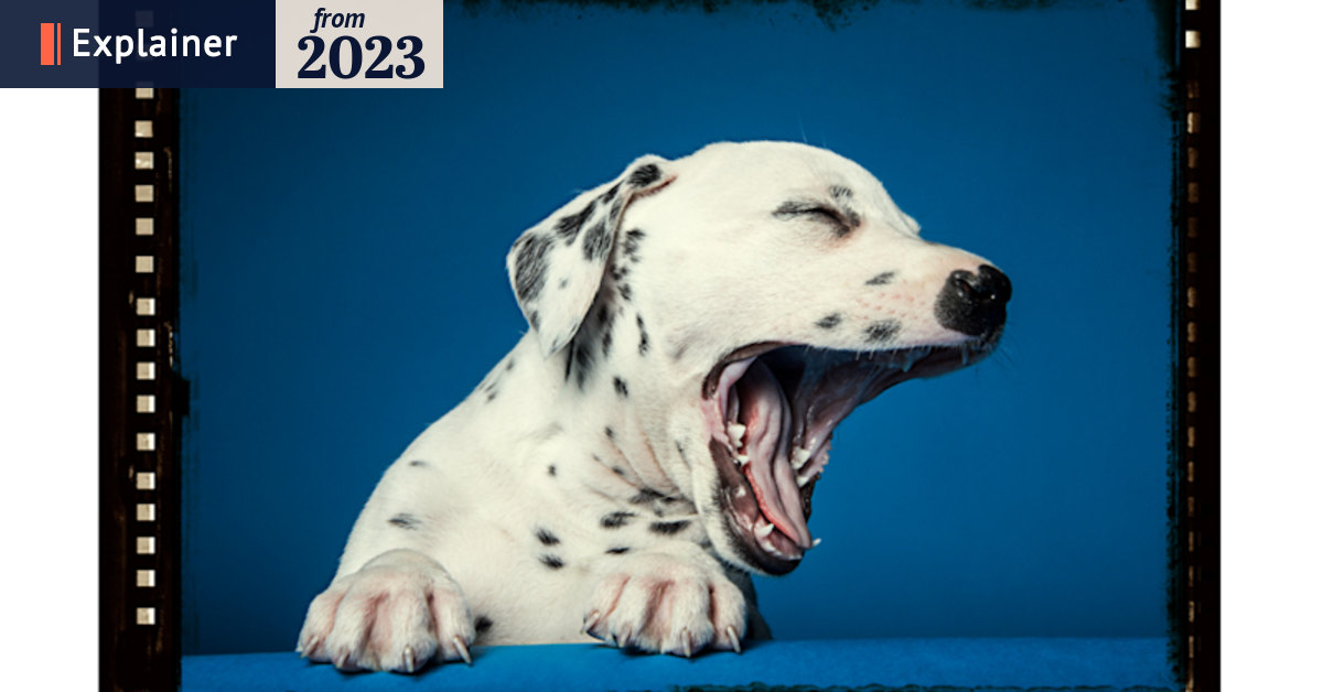 Why do we yawn and is it contagious?