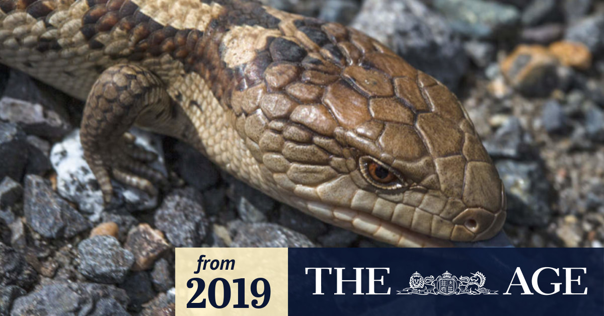 Customs were monitoring lizard smuggler - now she's goanna be deported